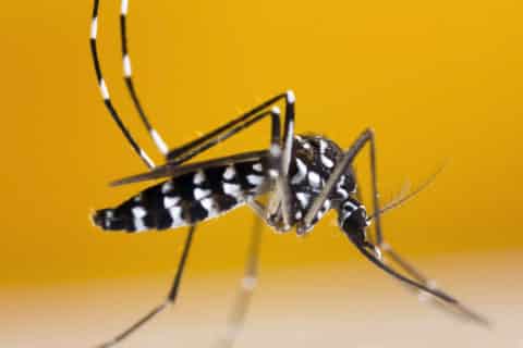 Moustique tigre - Appel à la population - Commune de Vex